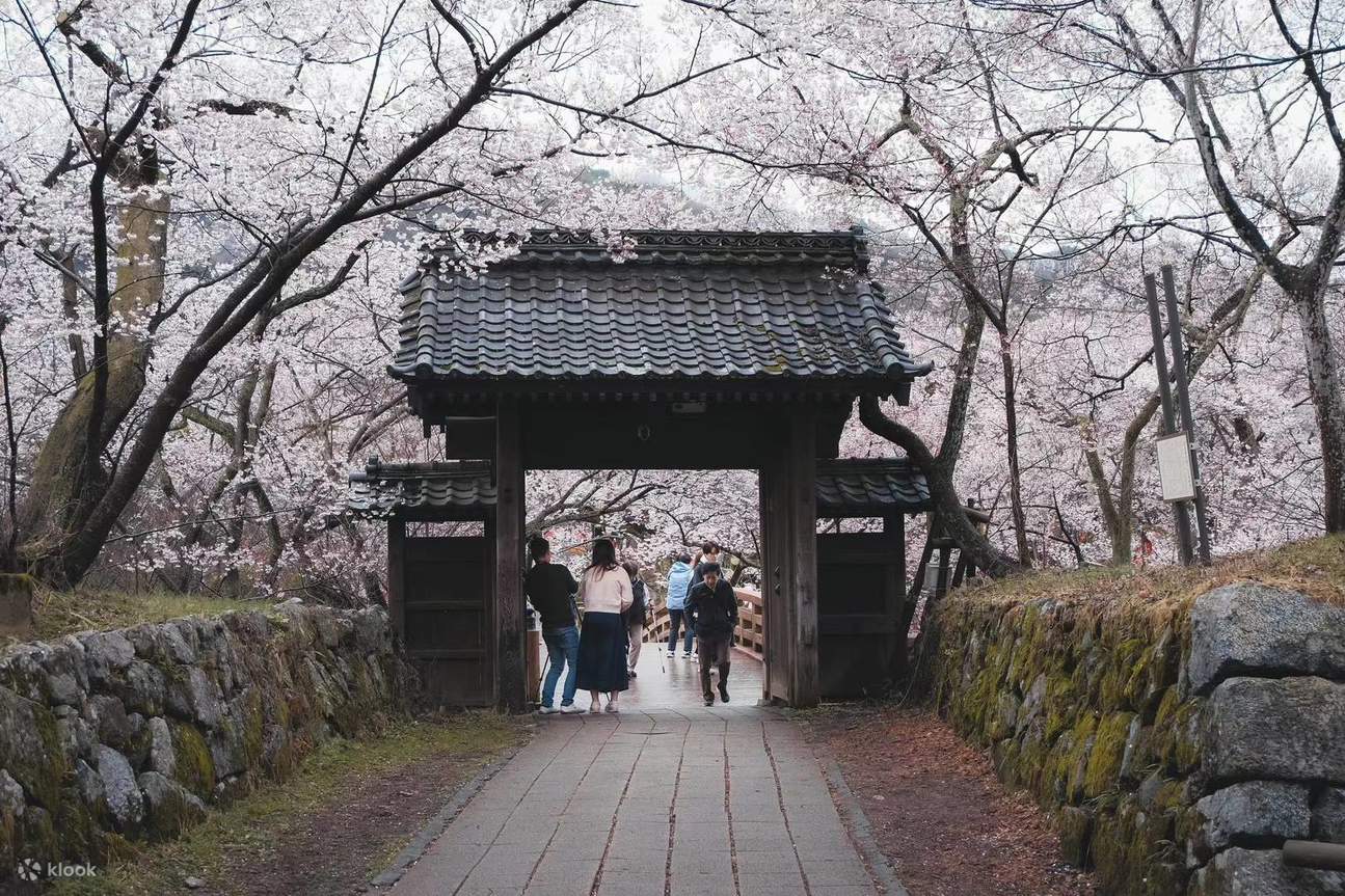 Takato Castle Park and Ena Gorge Cherry Blossom Viewing Day Bus Tour ...