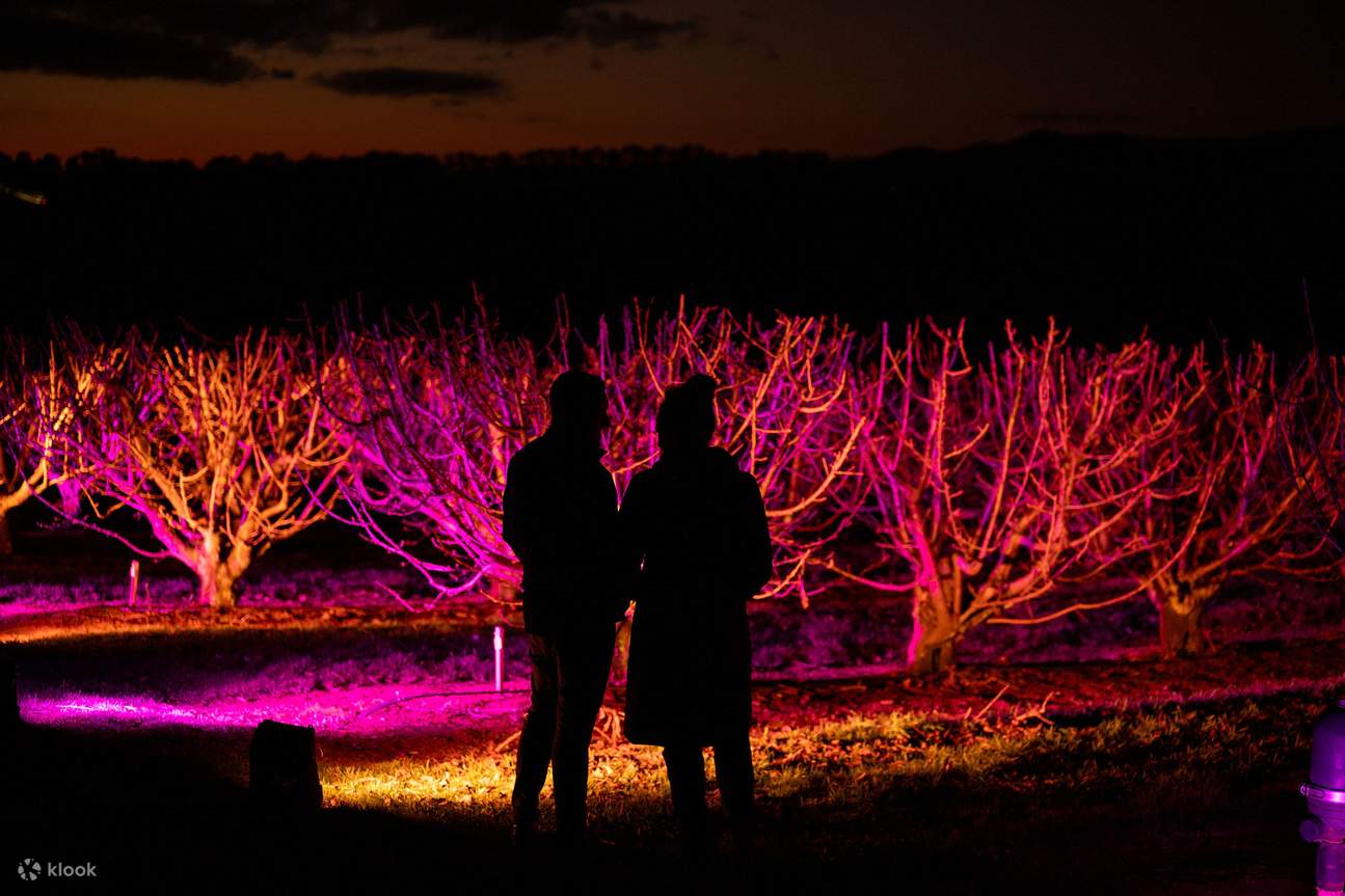 CherryHill Blossom By Light - Klook Hong Kong