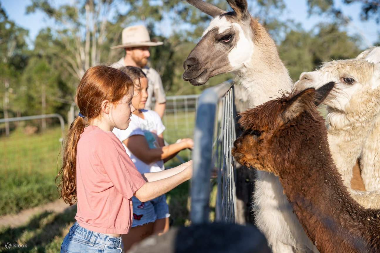 Farm Animals and Tour in Brisbane - Klook Philippines