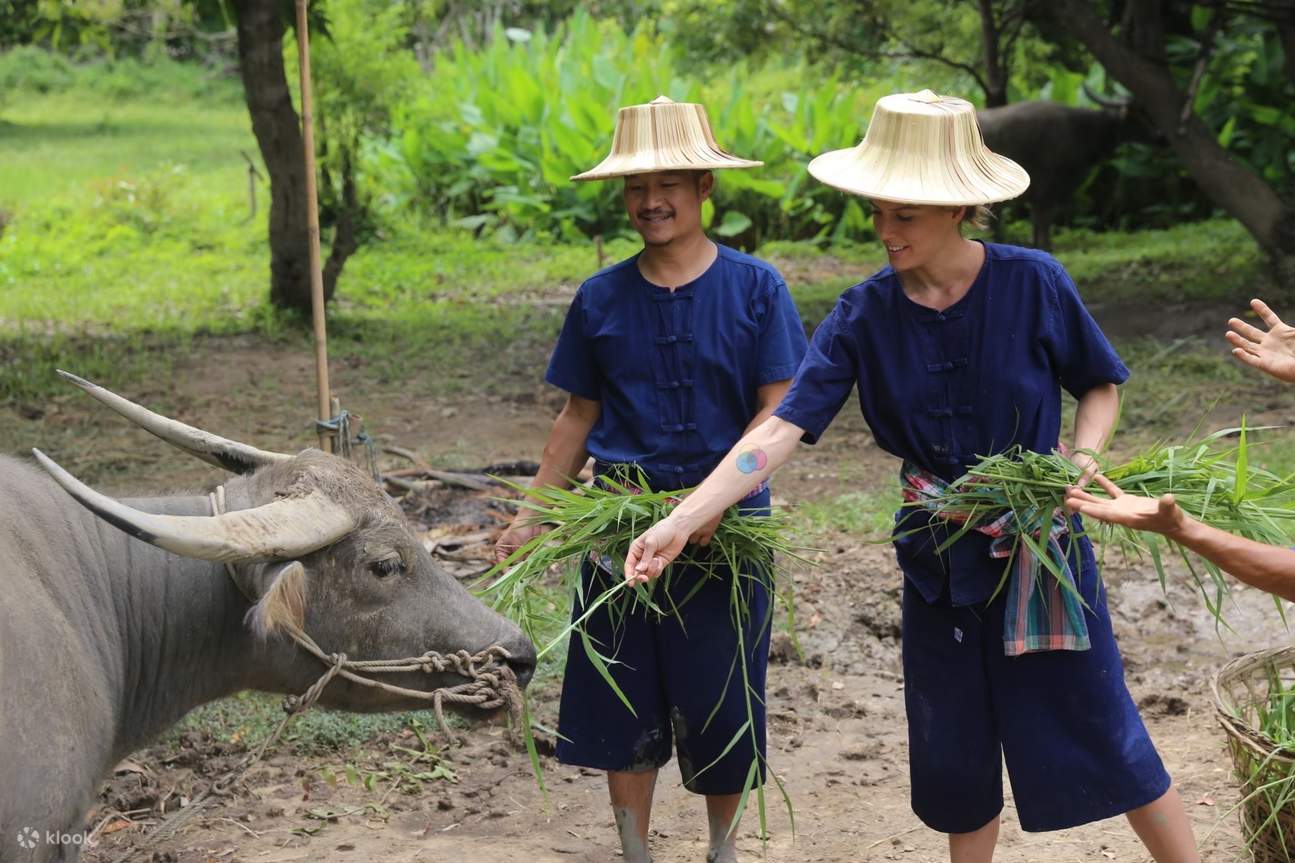 Erleben Sie als lokaler Bauer Thailand in Chiang Mai - Klook ...