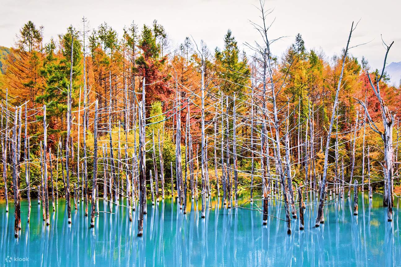 Kurodake Ropeway & Asahiyama Zoo & Blue Pond Autumn One Day Bus Tour ...