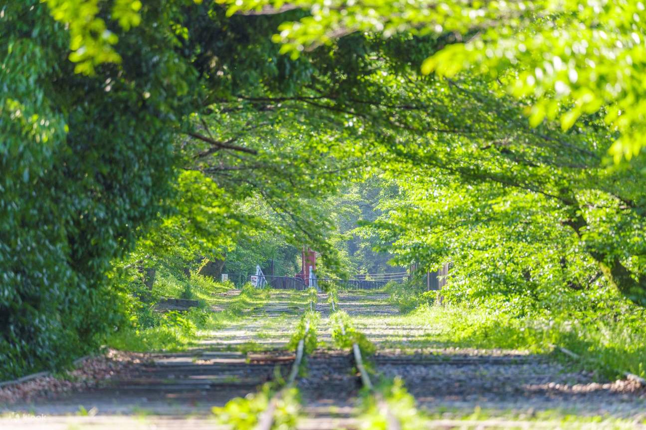 Kyoto City, Sagano Train, Arashiyama, & Shimogamo Shrine Day Tour ...