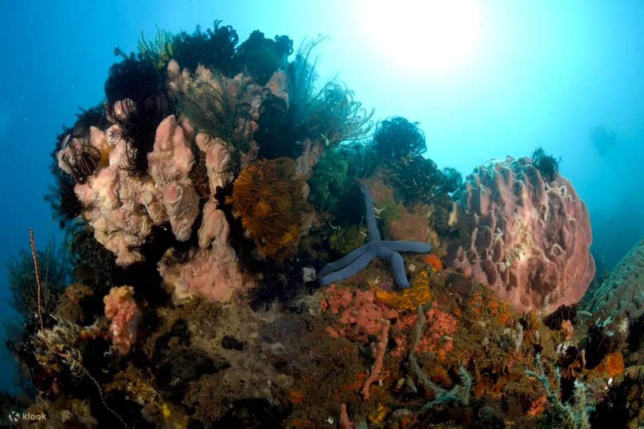 Explore Mindanao as a PADI AOW Diver at a PADI Resort - Klook