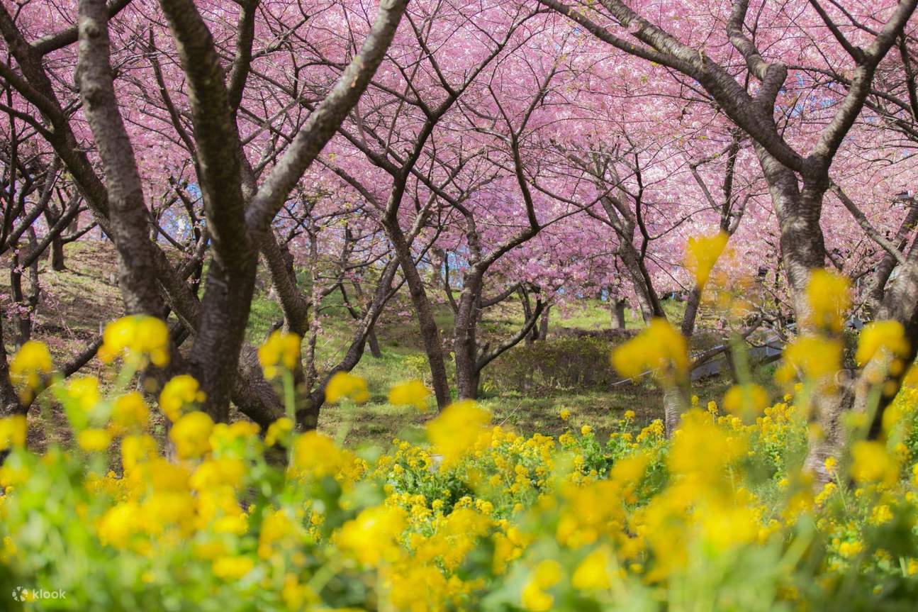 Kannami Kawazu Cherry Blossoms & Atami Baien Plum Garden & Izu Scenic ...