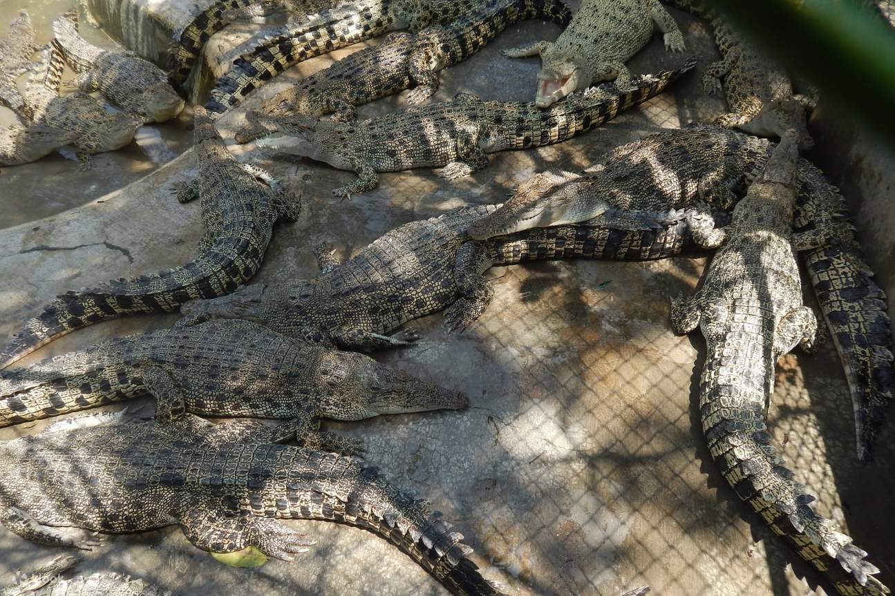 Davao Wildlife Half Day Tour - Klook
