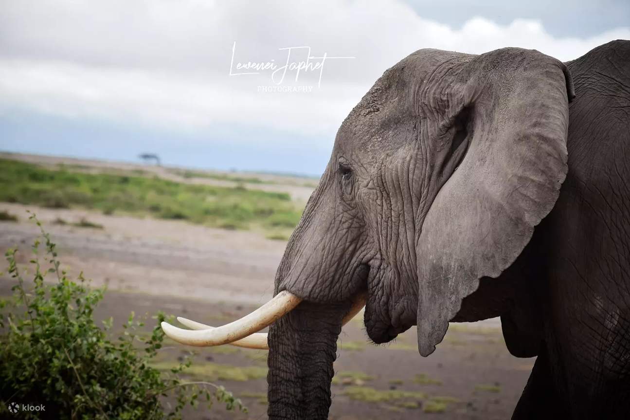 3 Days 2 Nights Maasai Mara Small Group Safari - Explore the Wild ...