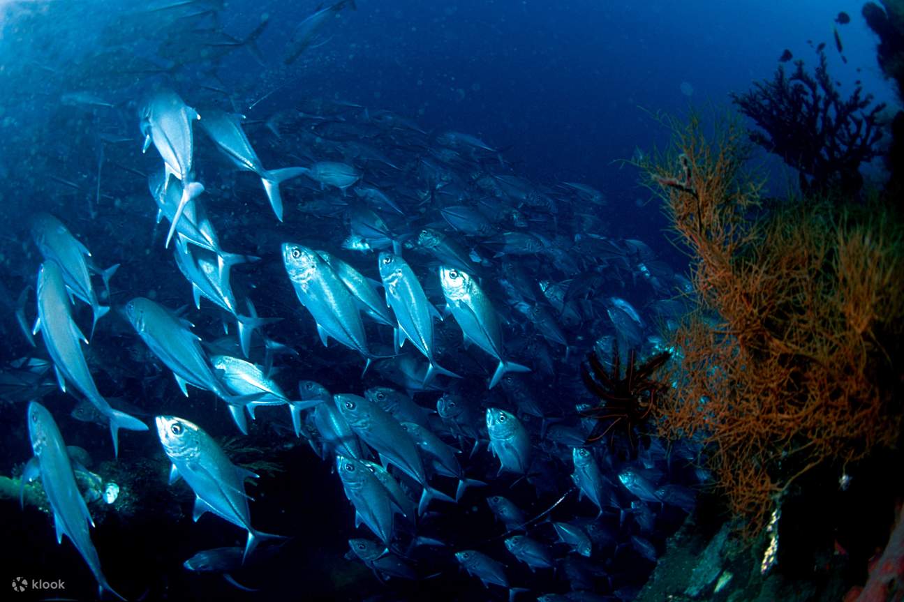 Candidasa Diving Experience By Gangga Divers in Bali - Klook United States