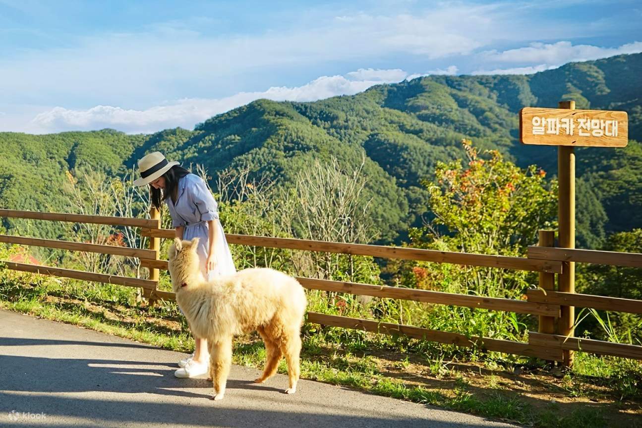 Alpaca World + Nami Island 10-Hour Private Day Tour - Klook Singapore