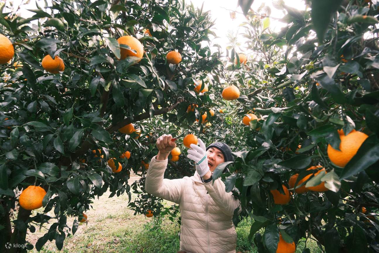 Jeju Cherry Blossom Fantasia Small Group Day Tour - Klook India