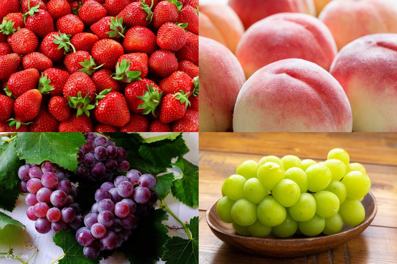 [Fuji Fruit Picking Day Trip to Mount Fuji] Arakurayama Sengen Park ...