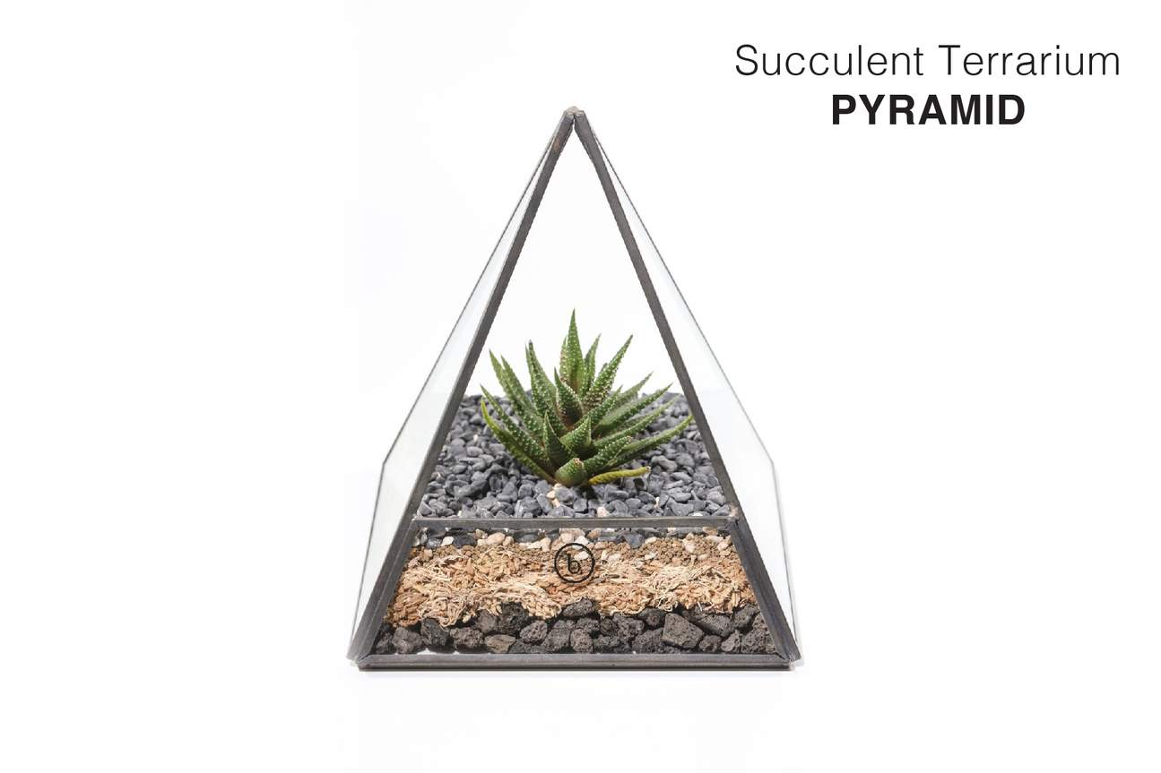 Bonart - Terarium Lumut | Terarium Lezat | Kokedama | Pakis Terpasang ...