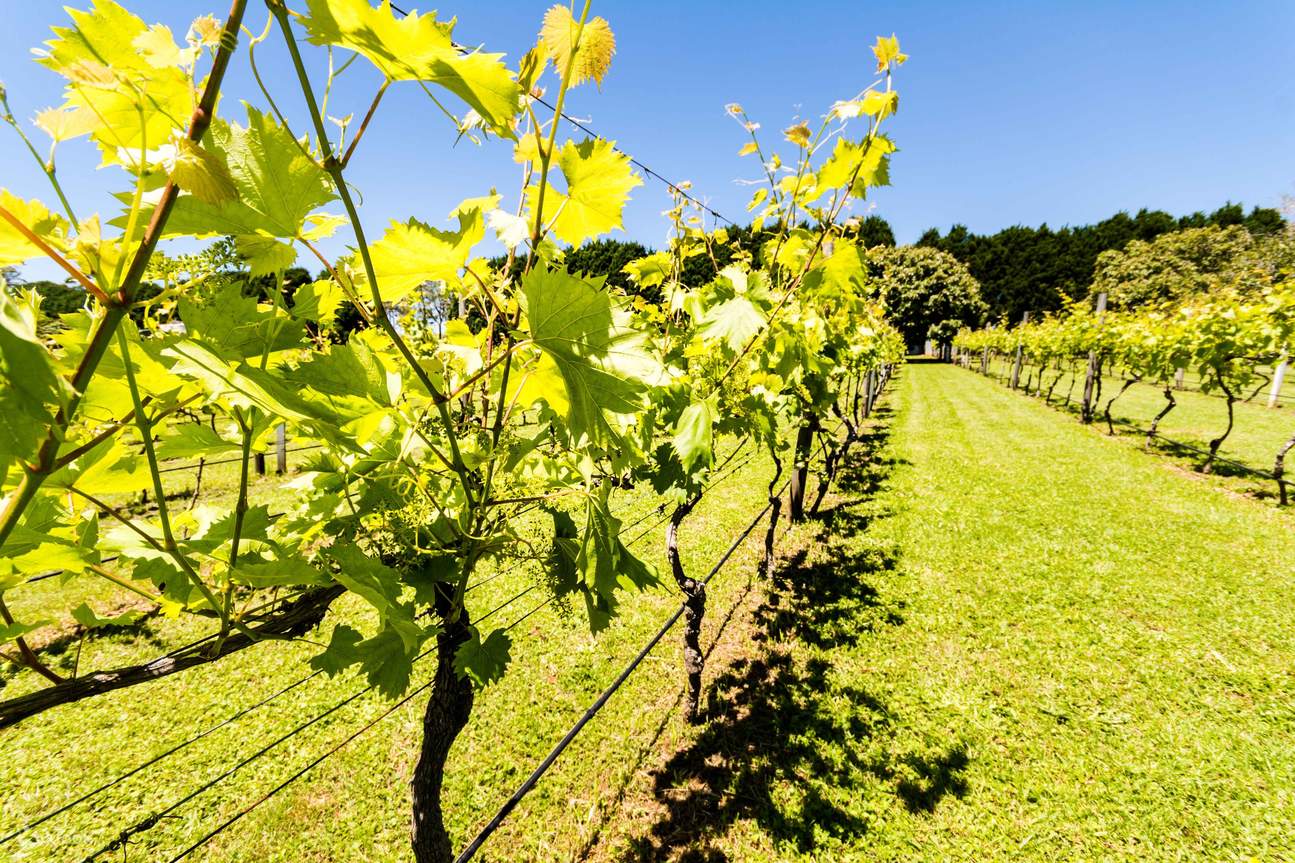 Luxury Scenic Rim Winery 8-Hour Tour from Gold Coast - Klook Singapore