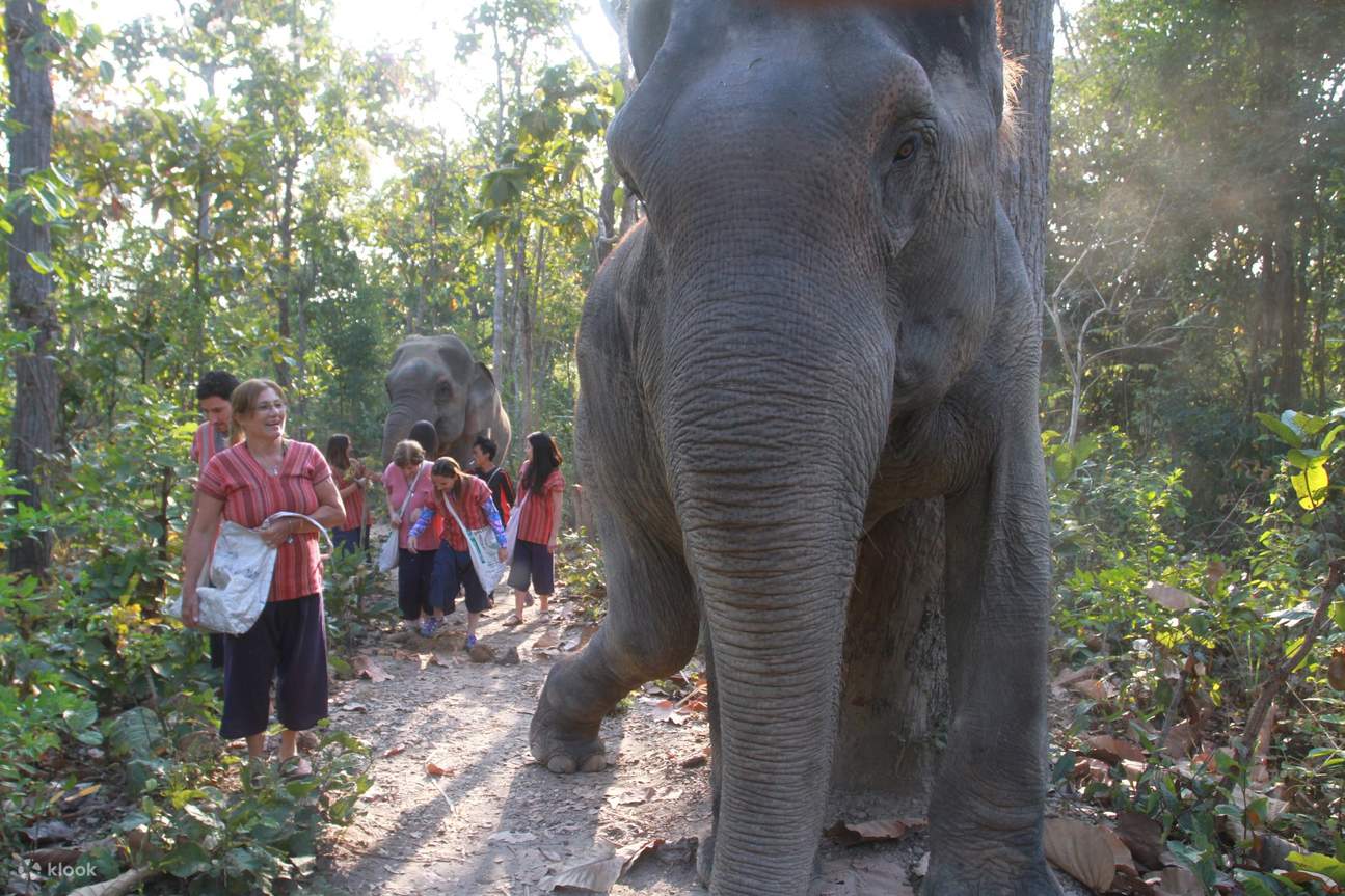 Unisciti alla Maerim Elephant Home a Chiang Mai - Klook Stati Uniti