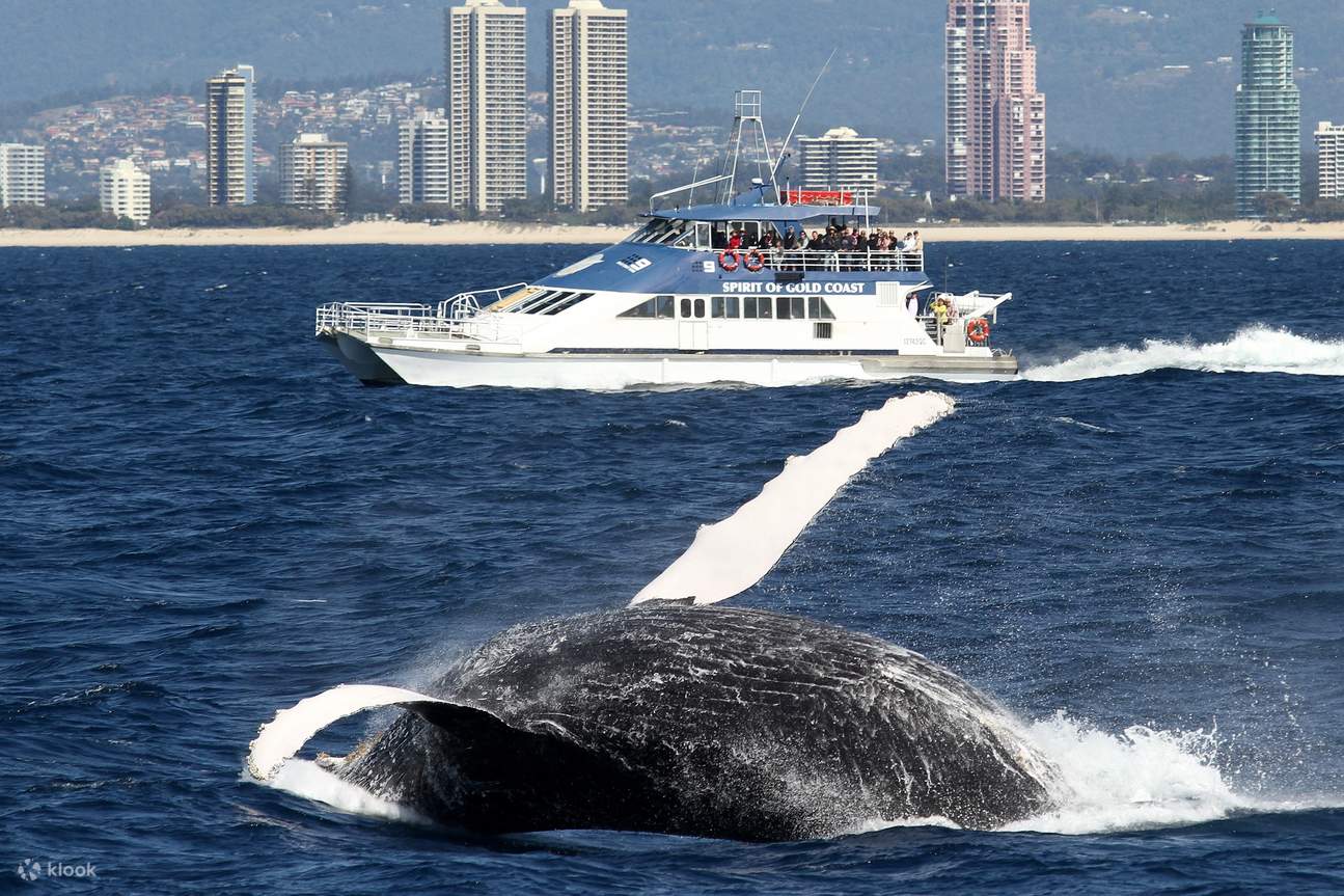Esperienza di osservazione delle balene a Gold Coast - Klook Stati Uniti