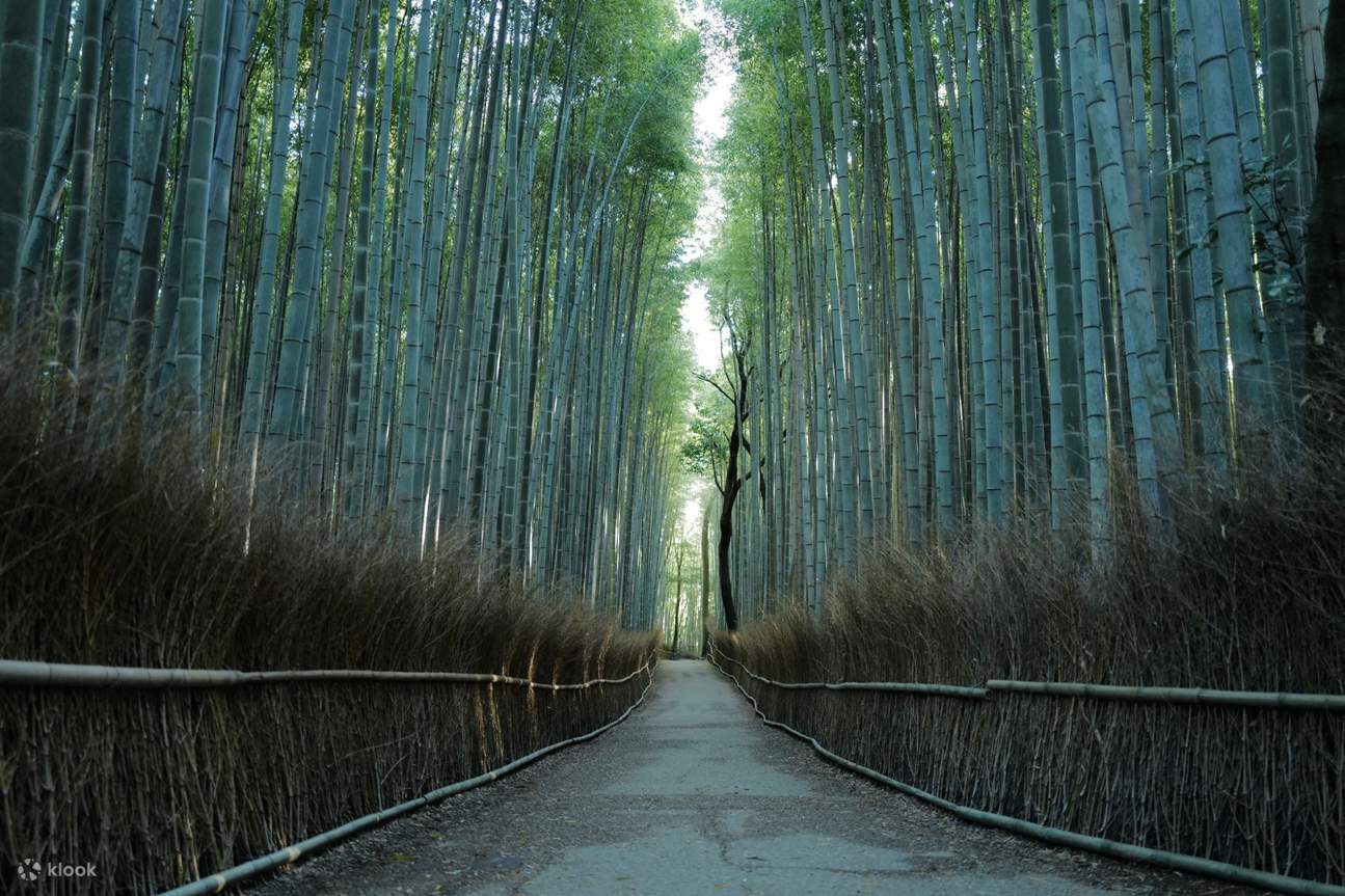 Kyoto Early Bird Tour Tokyo Round Trip Shinkansen Option - Klook Malaysia