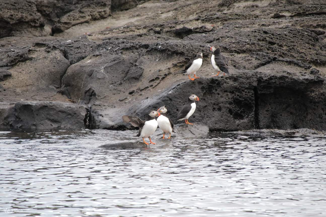 Puffin Express Tour with Regular Boat - Klook New Zealand