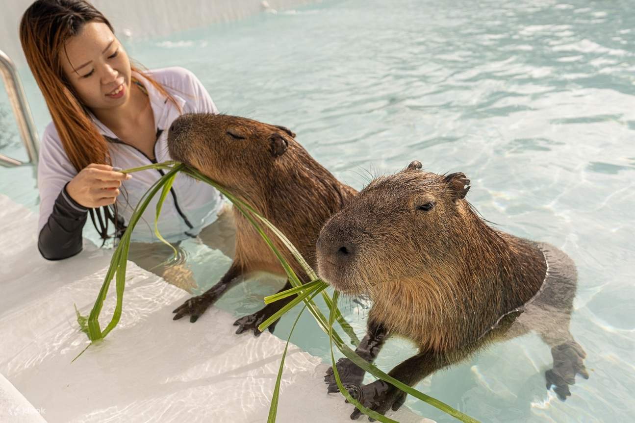 Pingtung Kenting Deer Island Capybara Ecological Park Ticket - Klook Australia