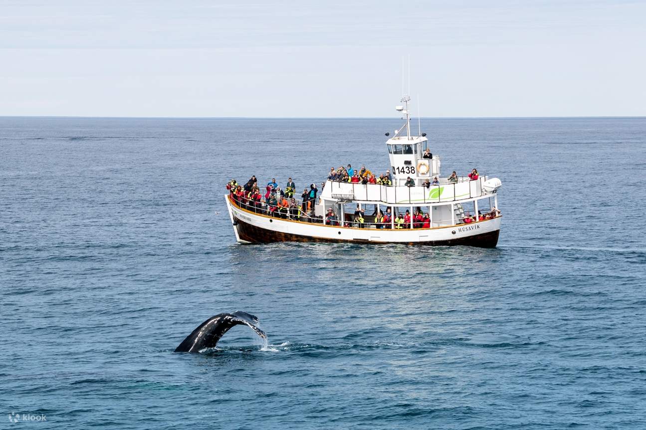 Husavik Silent Whale Watching Carbon Neutral Boat Tour - Klook