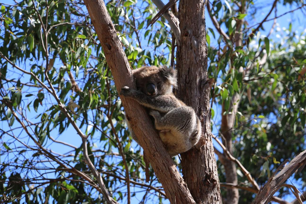 Morialta Wilderness and Wildlife Hike in Adelaide - Klook Australia