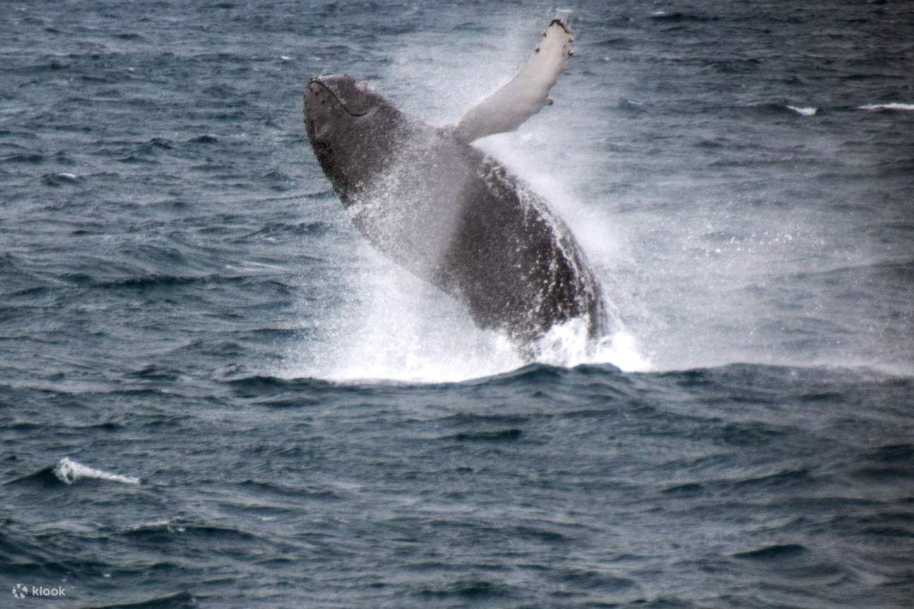 Whale Watching Express Tour in Reykjavik - Klook Canada