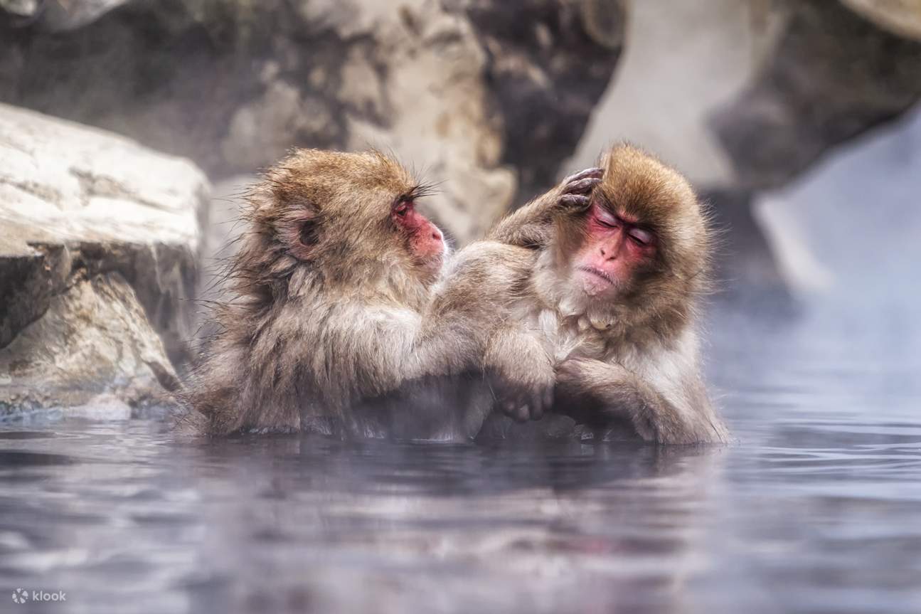 Snow Monkey Private Tour from Nagano, Nozawa, Hakuba, Matsumoto+More ...