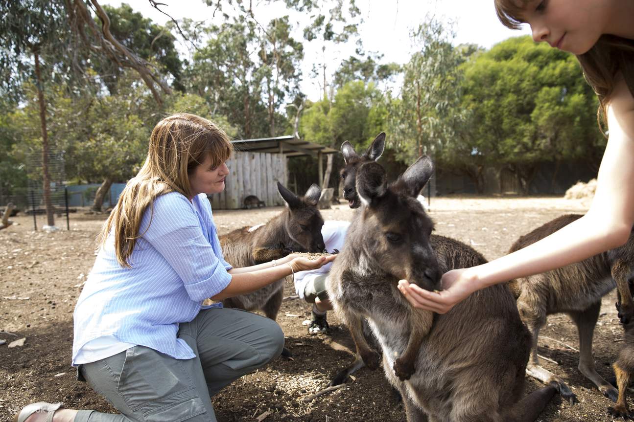 Tour di un giorno dell'isola dei canguri da Adelaide - Klook Stati Uniti