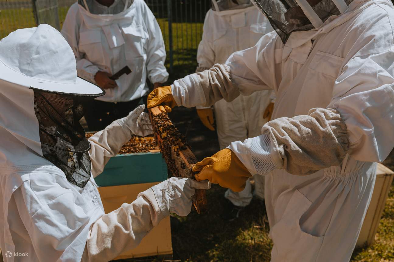 Beehive Tour Newcastle by Urban Hum in Newcastle - Klook