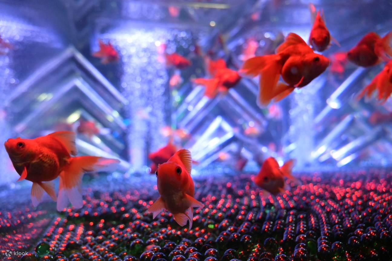 [92% off] Taipei Exhibition｜Art Aquarium (Goldfish Art Exhibition) in Taipei｜New users enter ...