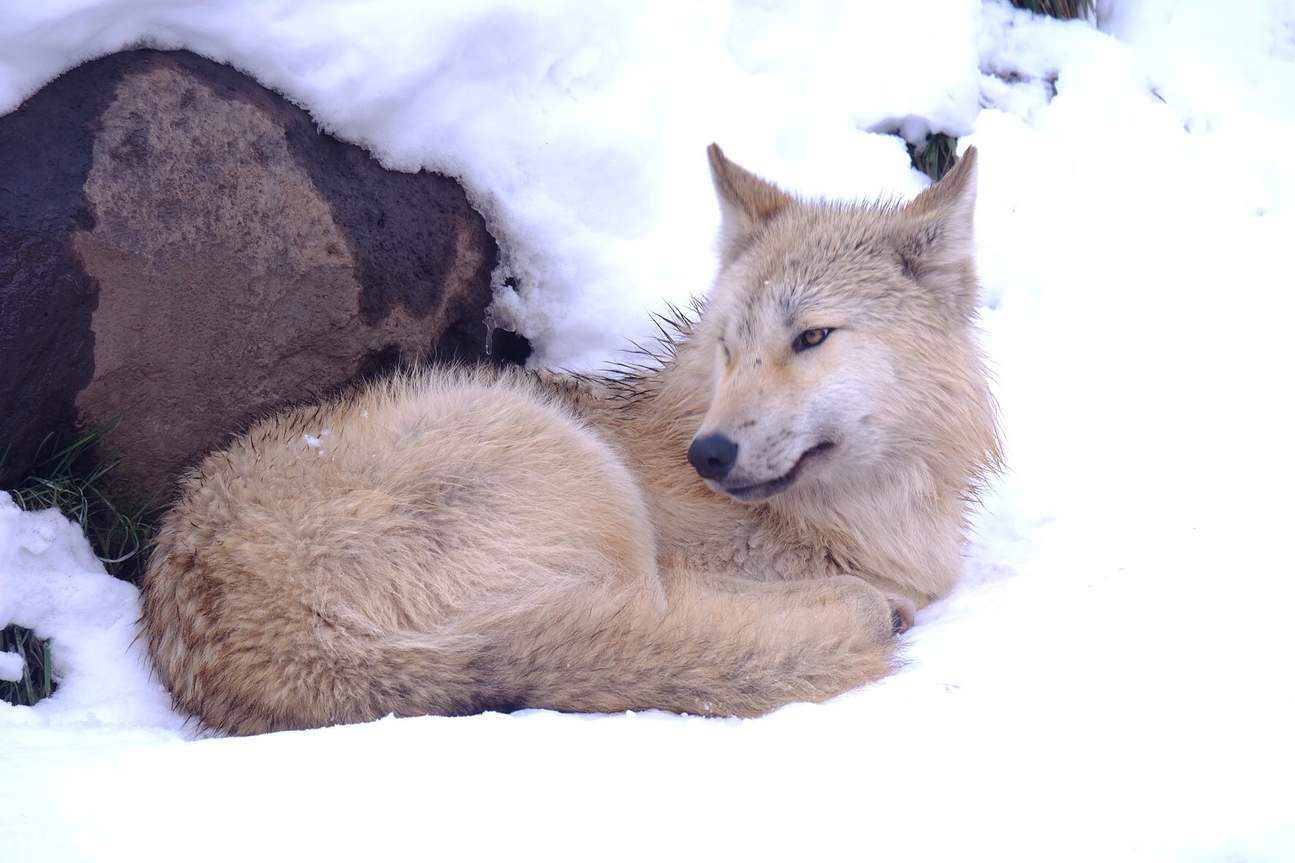 Asahiyama Zoo Winter Tour - Klook