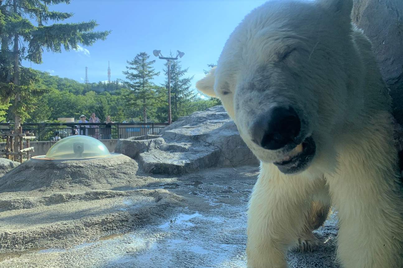 Kurodake Ropeway & Asahiyama Zoo & Blue Pond Autumn One Day Bus Tour ...
