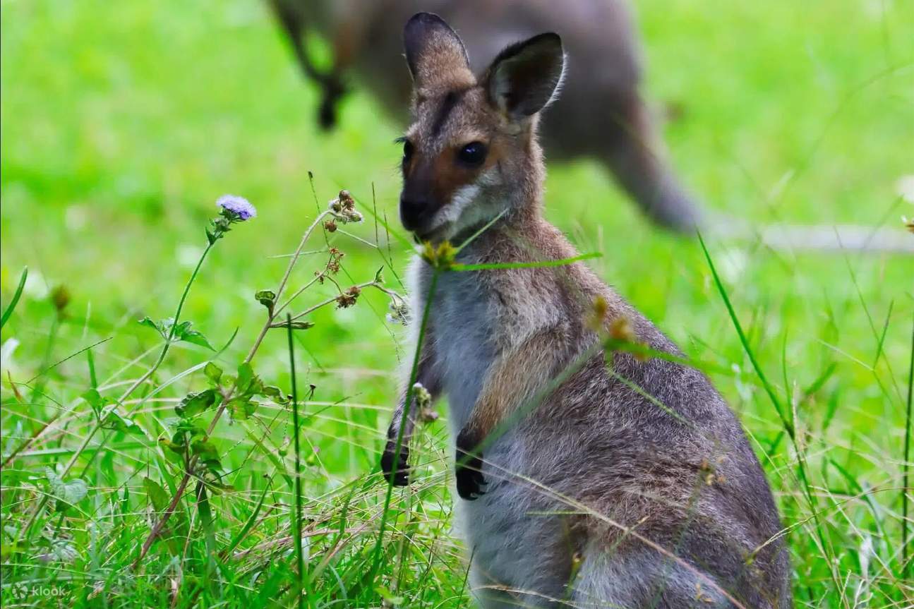 Tour a piedi della fauna selvatica da Canberra - Klook Stati Uniti
