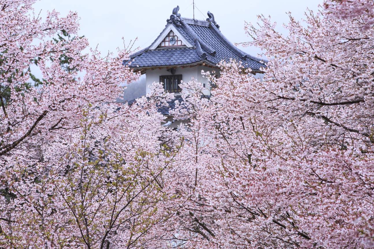 [Nagano 2-Day Cherry Blossom Tour] The World's Best Cherry Blossoms ...