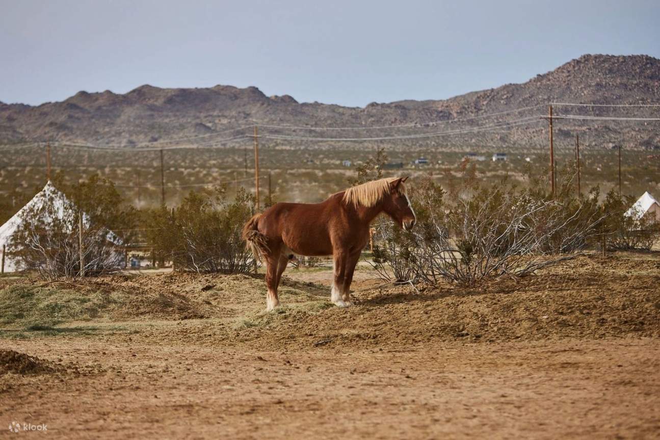 Animal Visit and Adventure Ride Experience in Joshua Tree - Klook Australia
