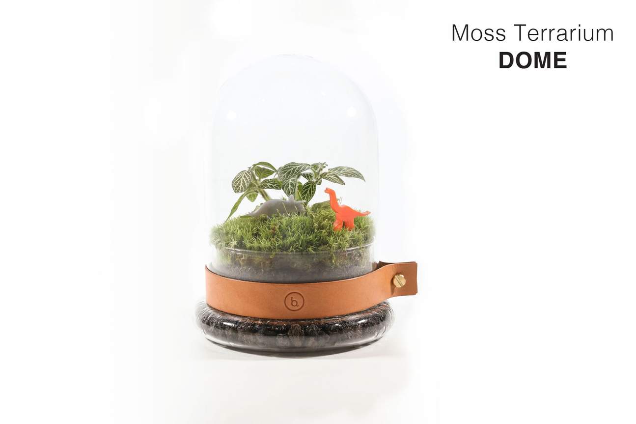 Bonart - Terarium Lumut | Terarium Lezat | Kokedama | Pakis Terpasang ...
