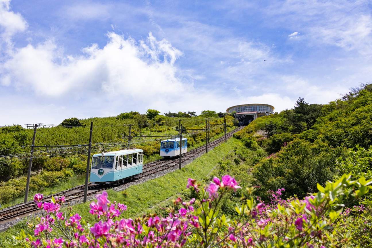 Kannami Kawazu Cherry Blossoms & Atami Baien Plum Garden & Izu Scenic ...