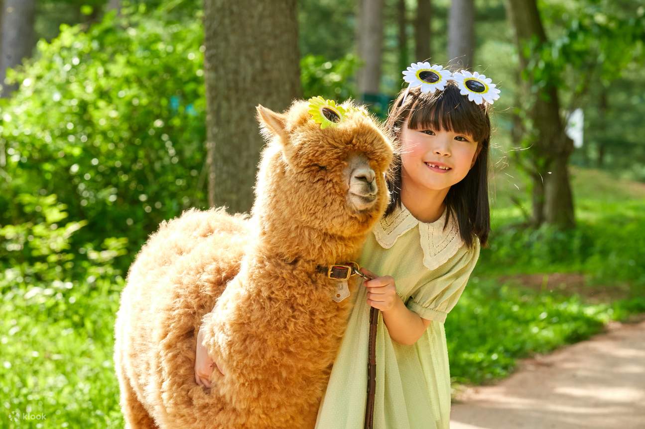 Customized Alpaca World & Nami Island & Gangchon Rail Bike Day Tour ...