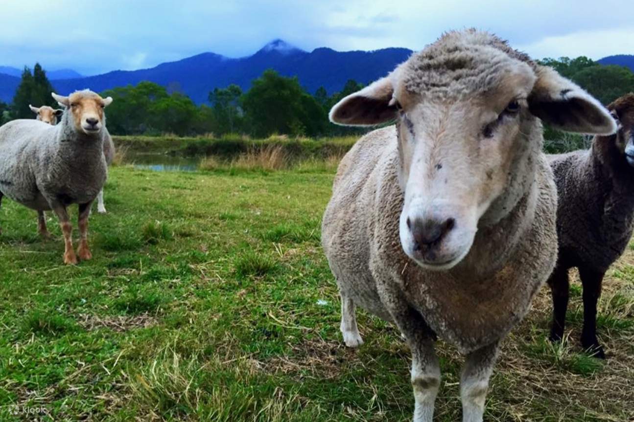 Farm Animals and Tour in Brisbane - Klook