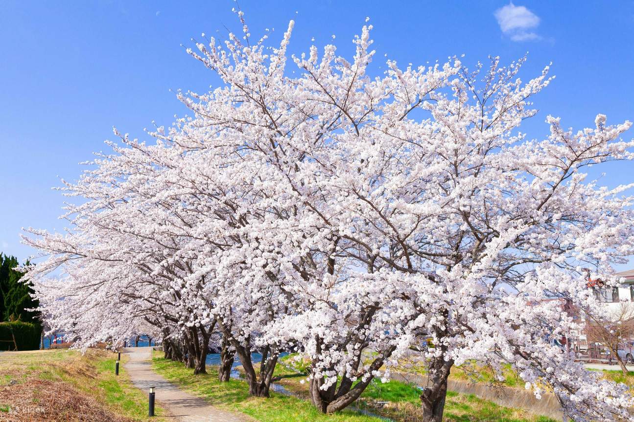 Mount Fuji, Kawakuchiko, and Arakurayama Sengen Park Join In Bus Tour ...