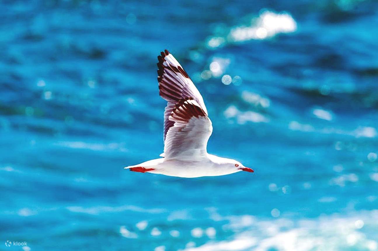 Discover the Beauty of Magawish Island: Boat Trip from Hurghada with ...