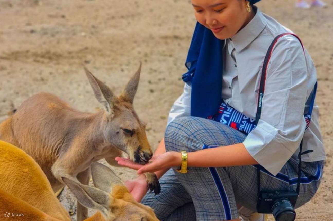Pinnacle Desert Explorer with Lancelin Sandboarding Full Day Tour ...