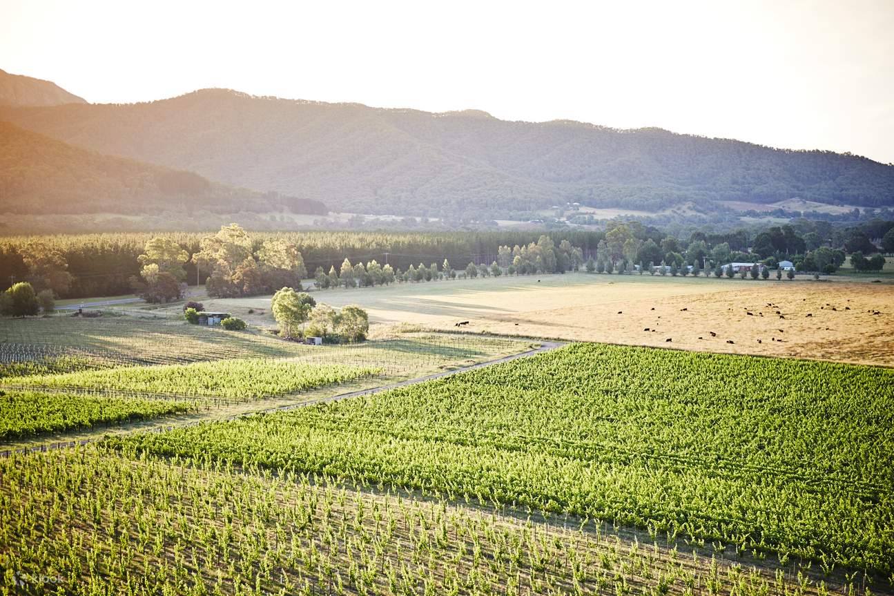 Behind the Vines & Wines Tour at Feathertop Winery - Klook Estados Unidos