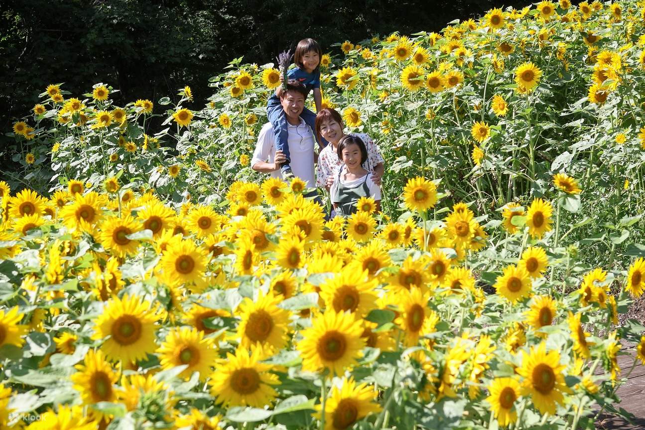 Taman Lavender Gunma, Petik Persik & Tur Outlet Sano dari Tokyo - Klook ...
