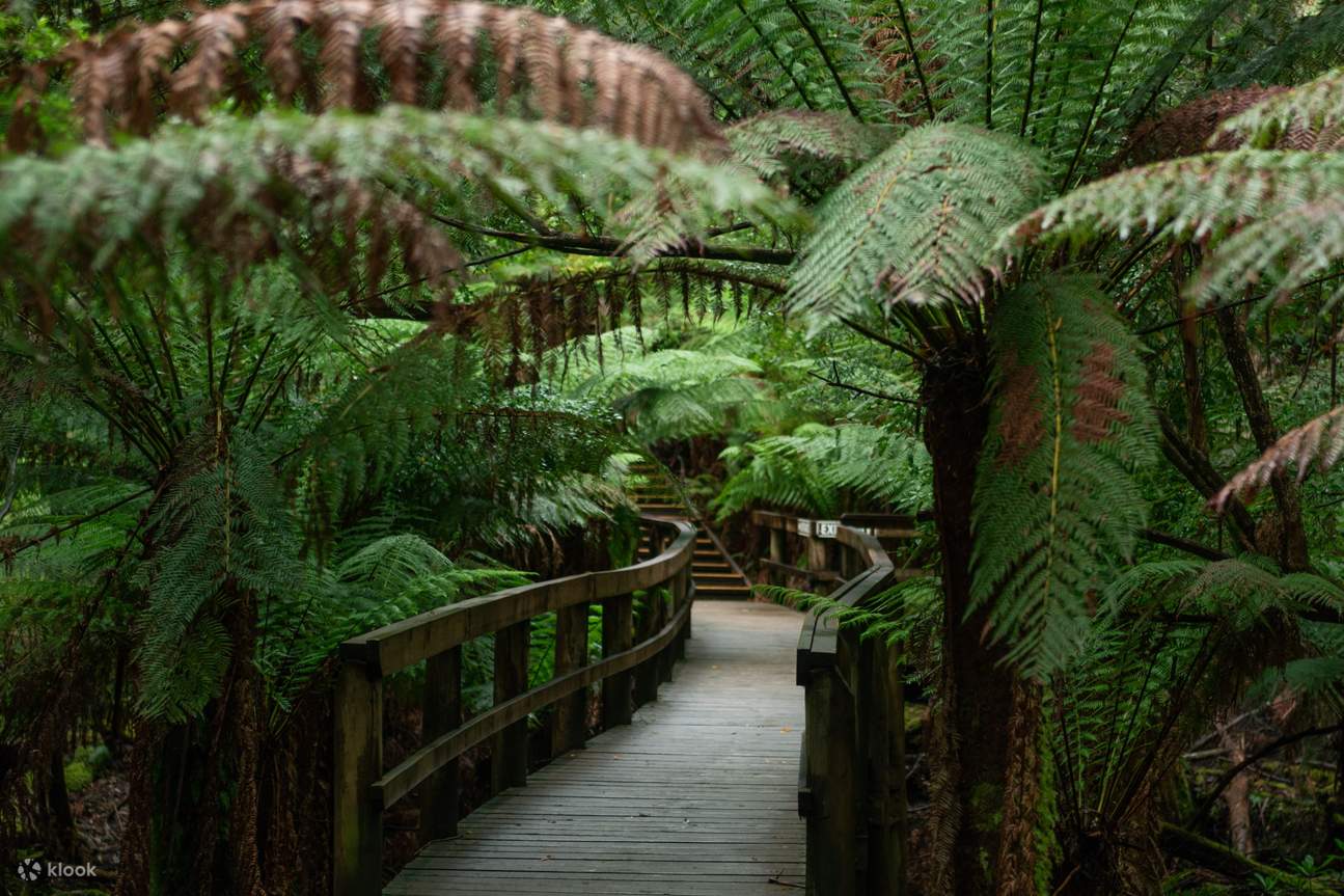 Hastings Caves, Thermal Springs & Tahune Airwalk Tour from Hobart ...