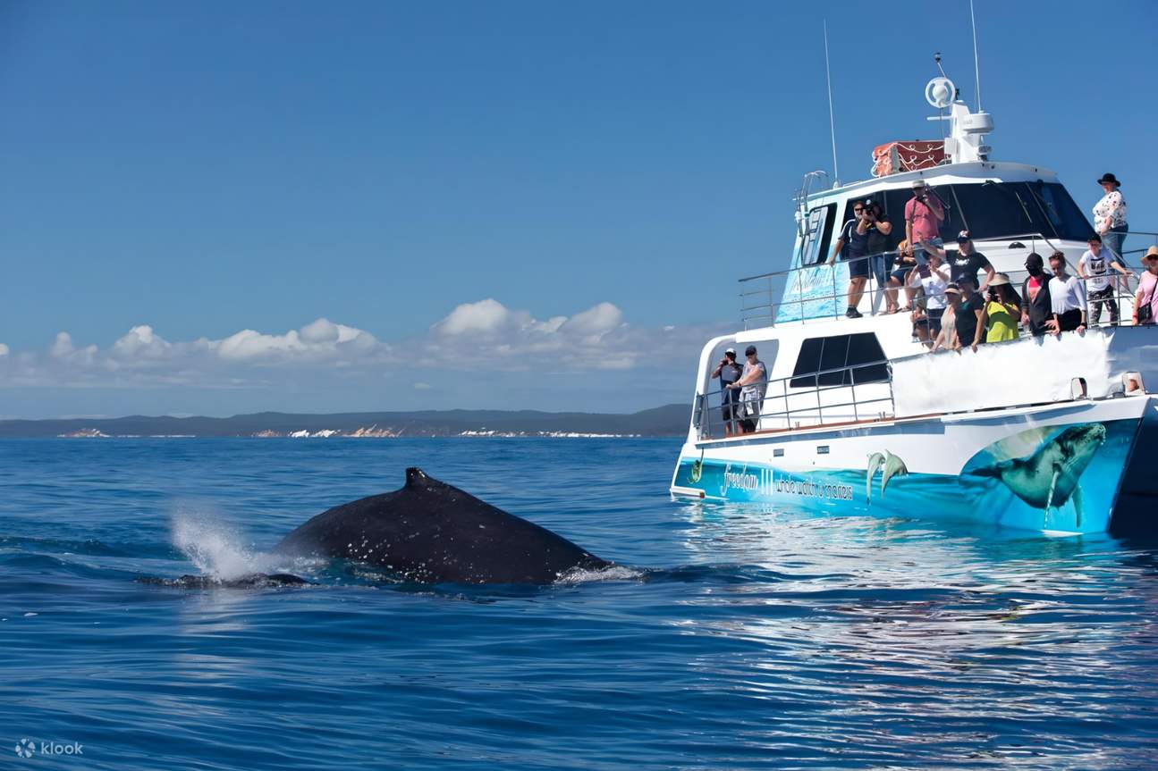Freedom Premium Full Day Whale Watching Experience in Hervey Bay ...