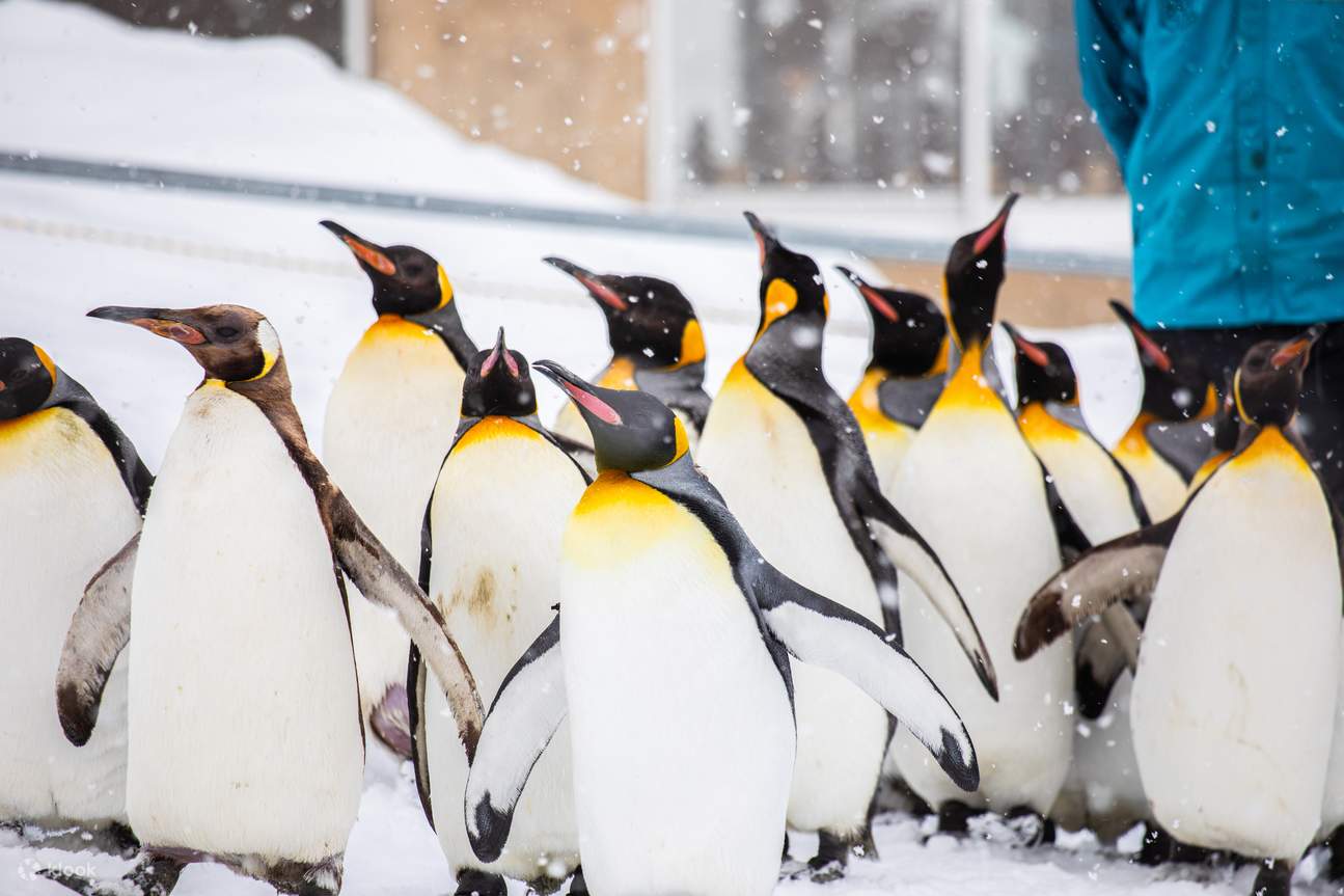 Asahiyama Zoo & Forest Fairy Terrace & Shikisai Hill One Day Tour ...