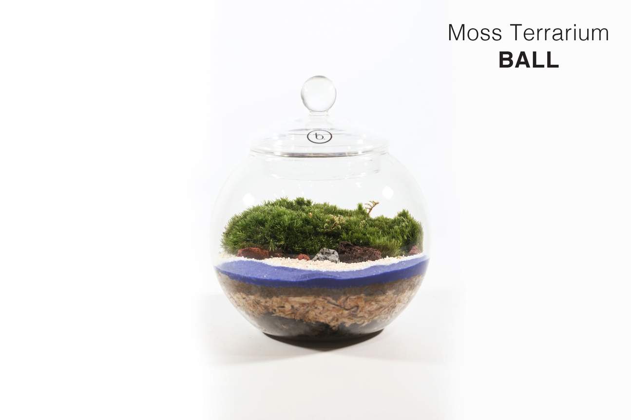 Bonart - Moss Terrarium | Succulent Terrarium | Kokedama | Mounted Fern ...