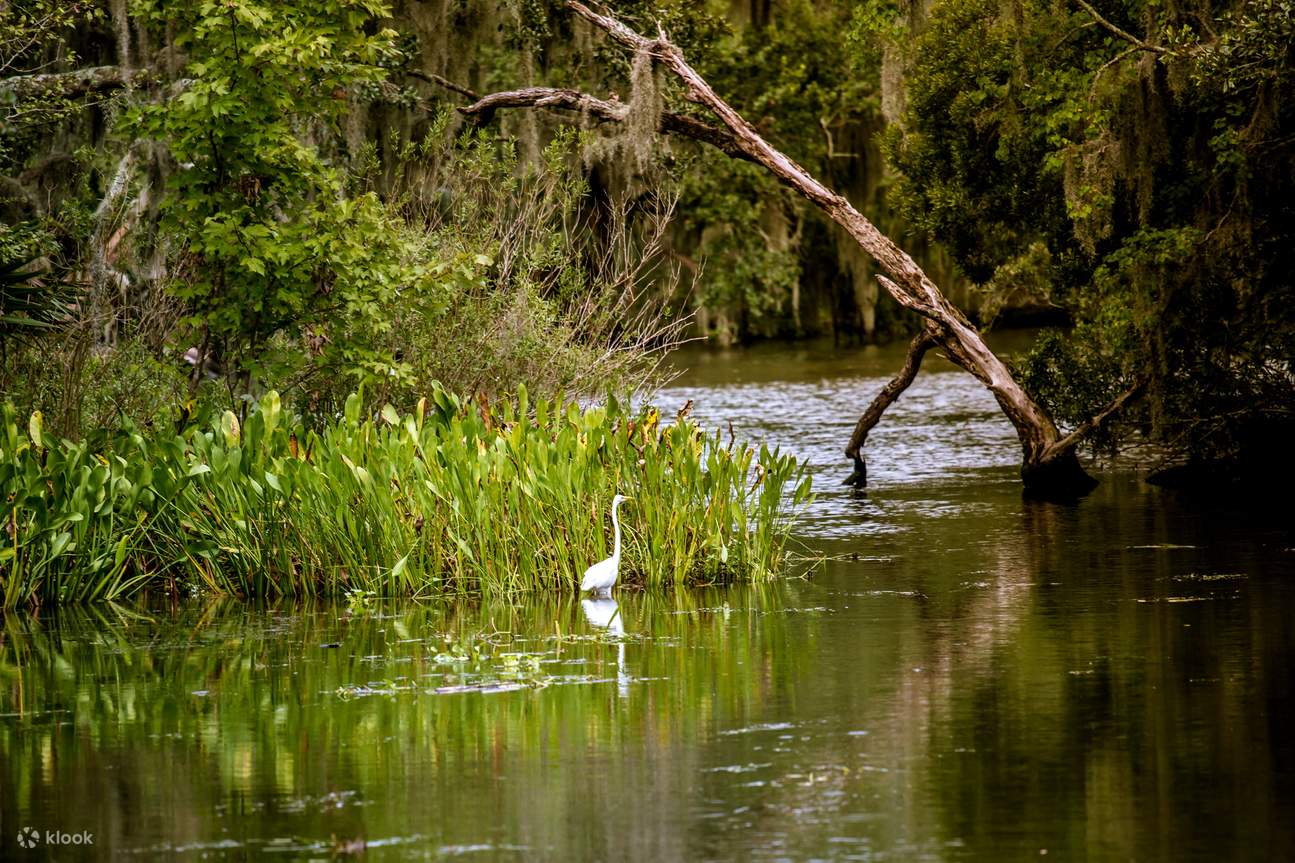 Swamp Boat Ride and Oak Alley Plantation Day Tour from New Orleans ...