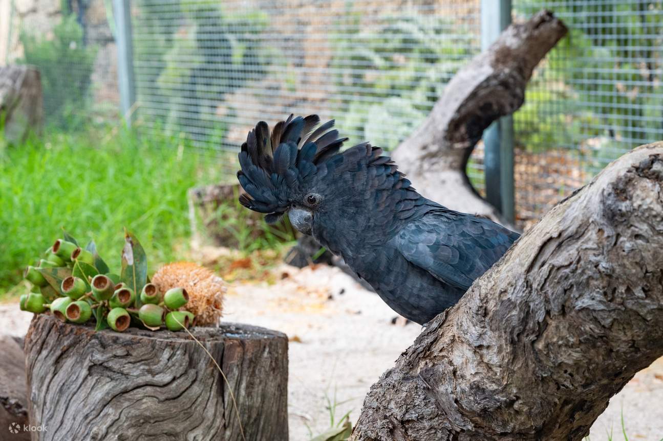 Wildlife Interaction and Hospital Tour in Perth - Klook Singapore
