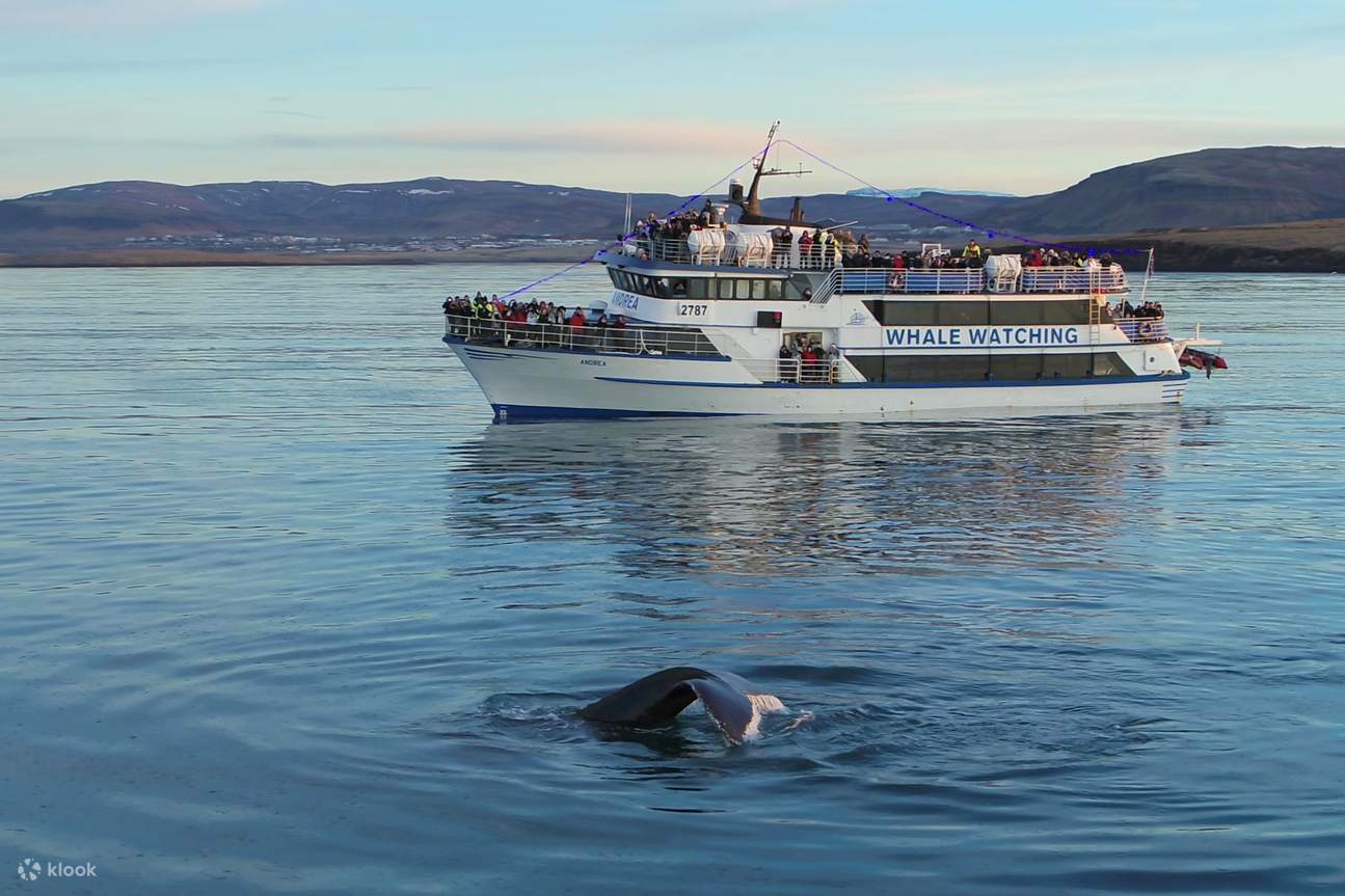 Whale Watching Express Tour in Reykjavik - Klook India