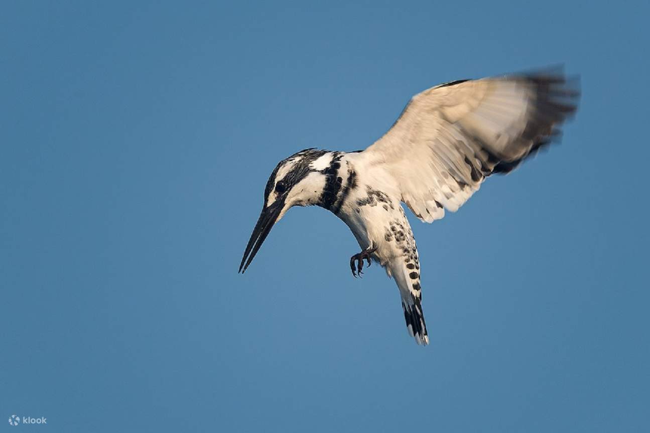 Same Day Trip of Bharatpur Bird Sanctuary from Jaipur - Klook Hong Kong
